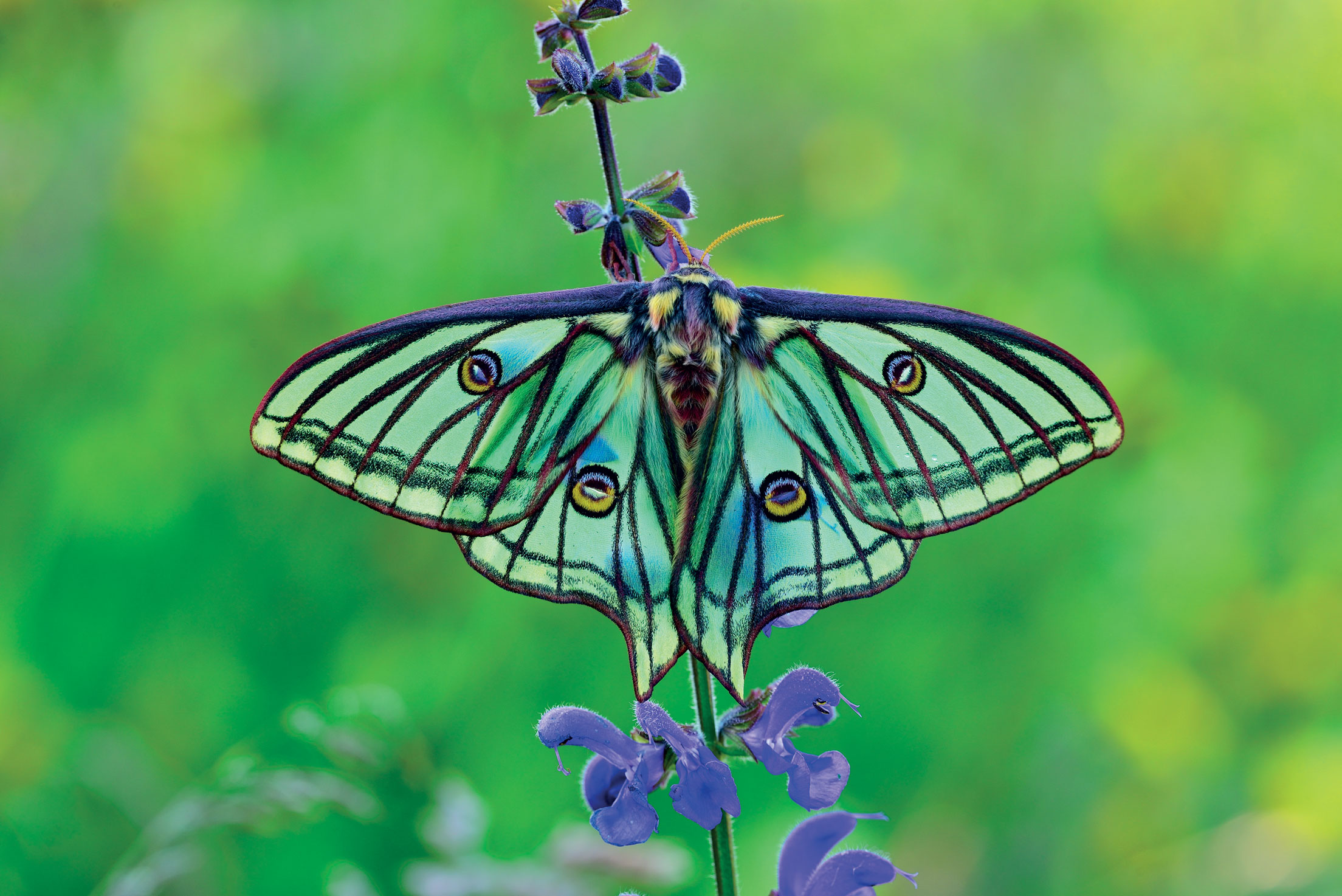 The Wild World Of Butterflies Sierra Club The Wild World Of Butterflies Sierra Club